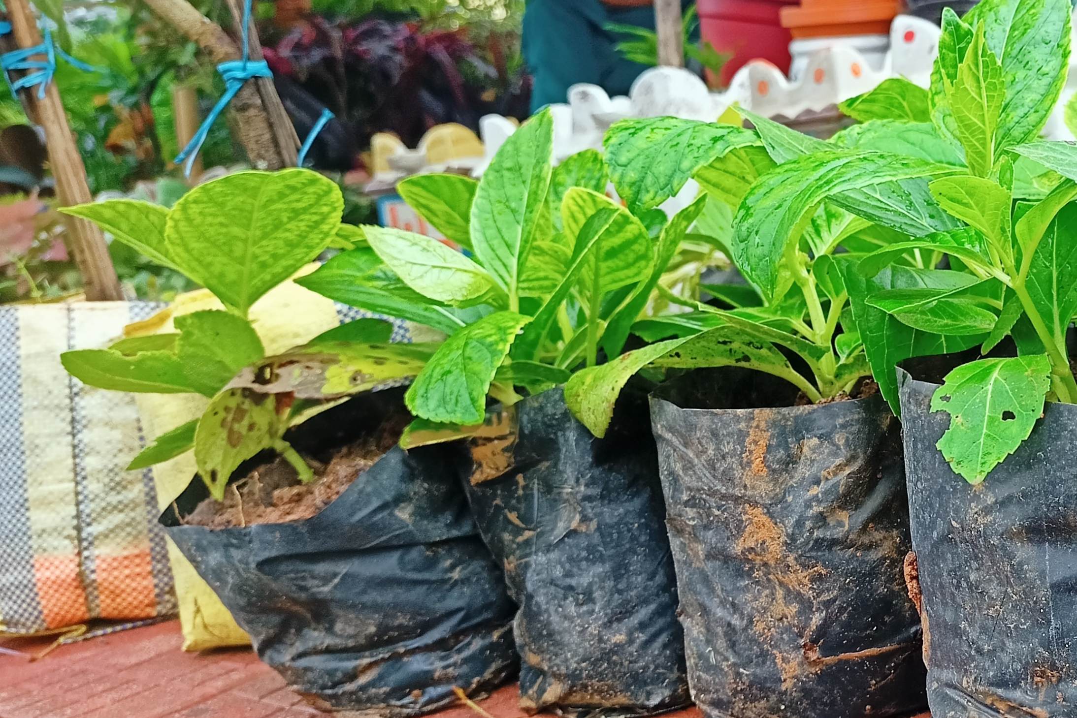 Flocard For Community